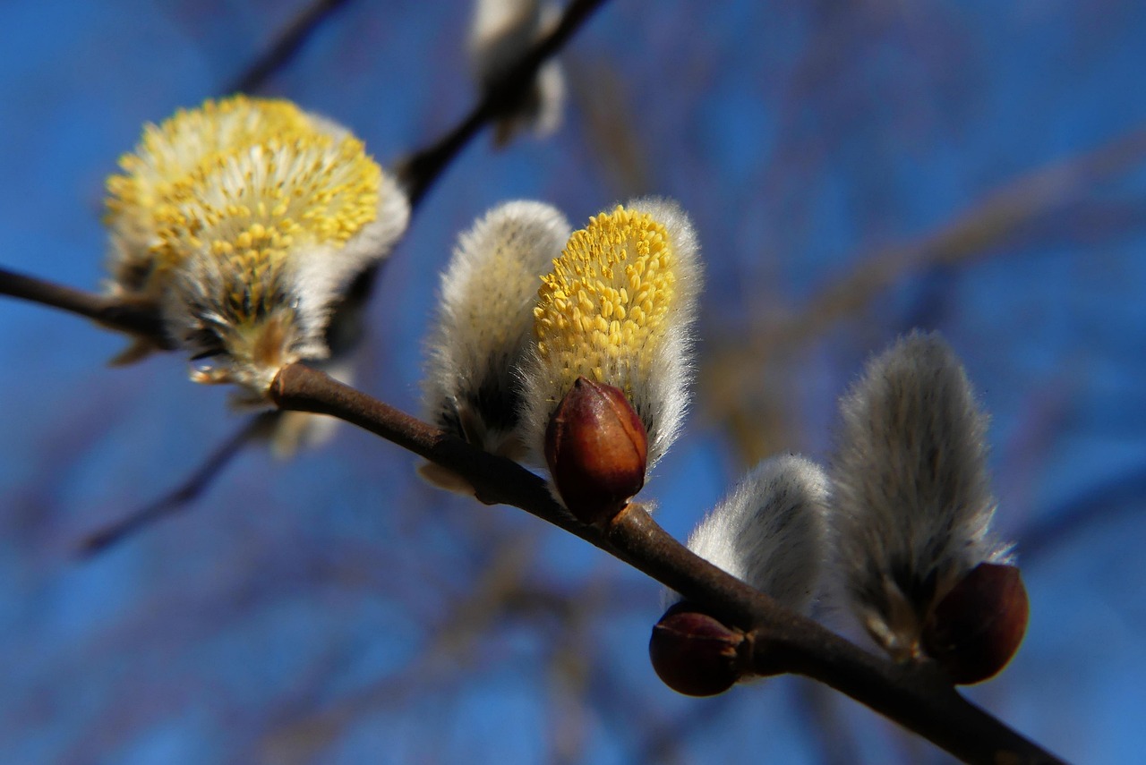 Catkins Willow Tree - Free photo on Pixabay
