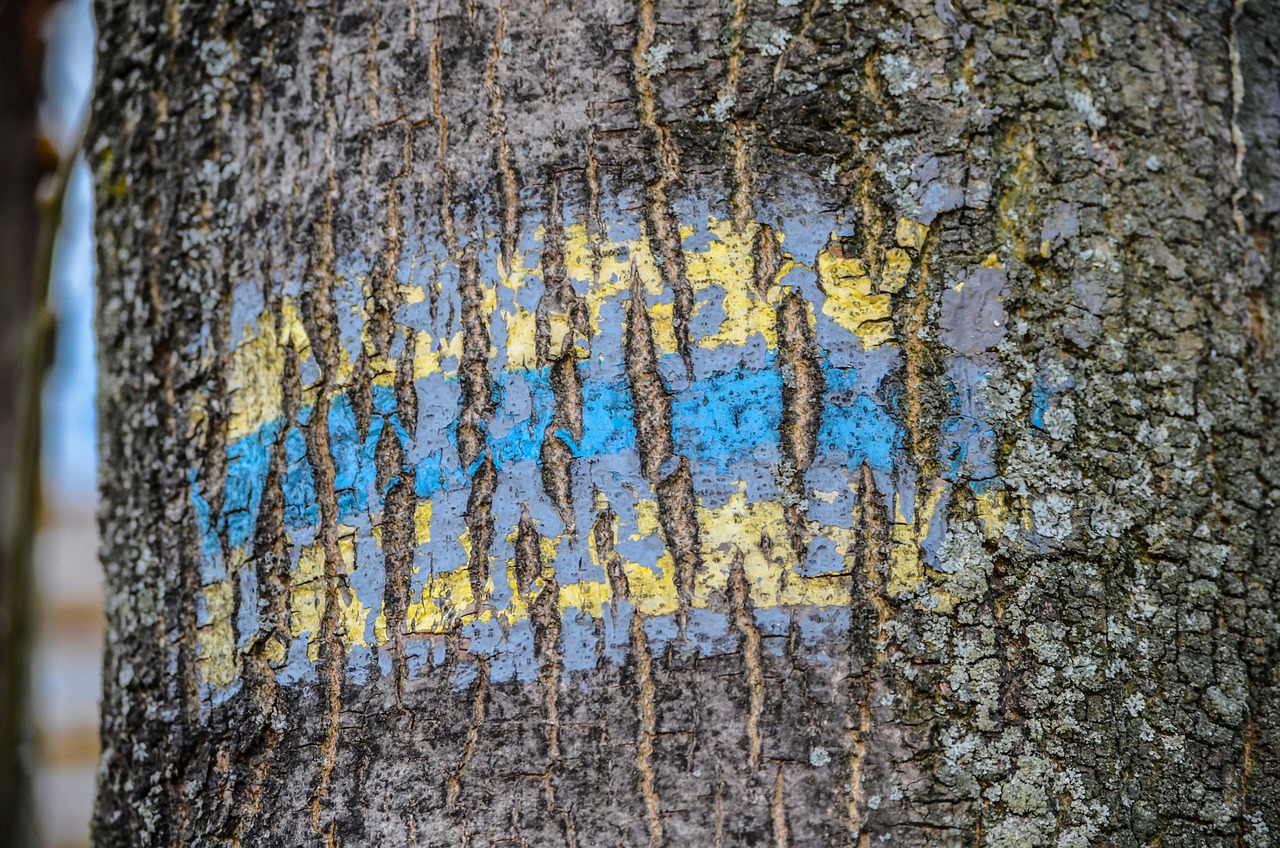 National Colours Of Ukraine Tree - Free photo on Pixabay - Pixabay