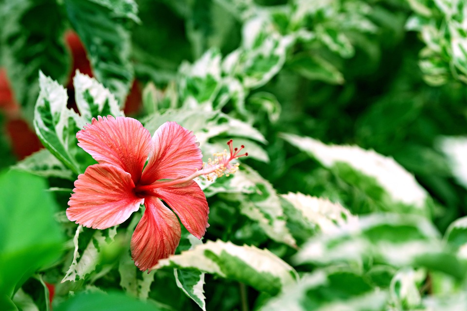 Red Hibiscus Flower - Free photo on Pixabay