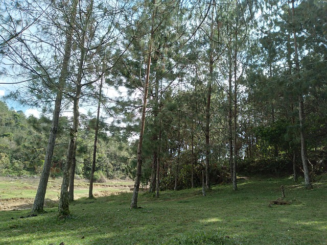 Forest Nature Peace - Free photo on Pixabay - Pixabay