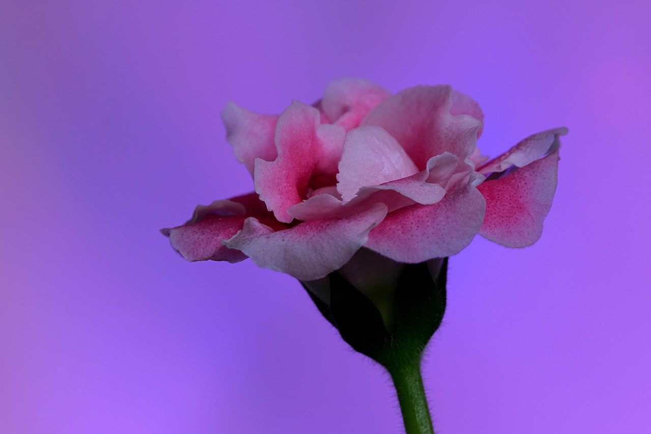 60+ Free Gloxinia & Nature Images - Pixabay
