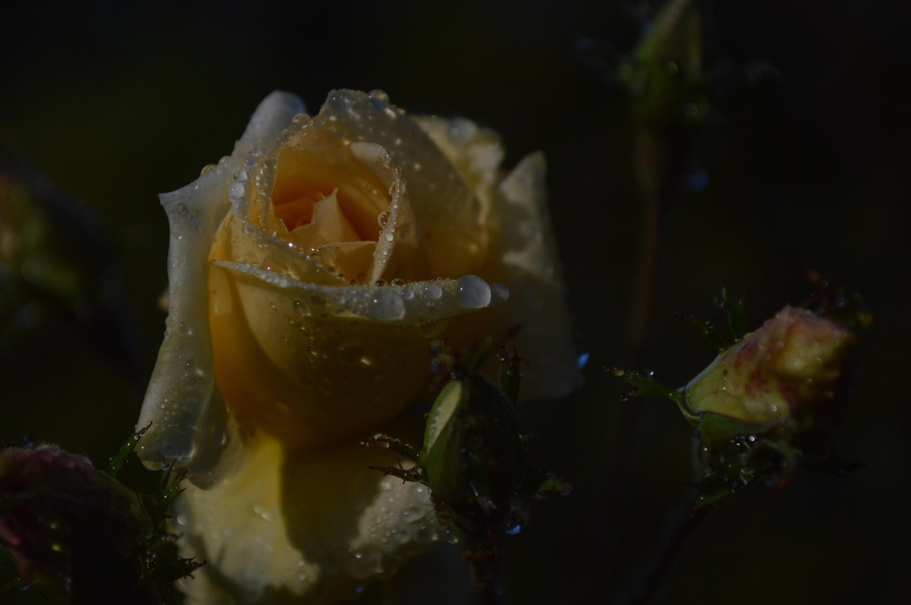 Bunga Mawar Kuning - Foto gratis di Pixabay - Pixabay