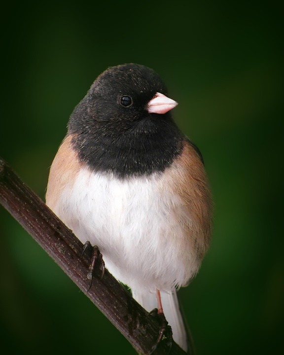 Junco Ardoisé Oiseau Animal - Photo gratuite sur Pixabay