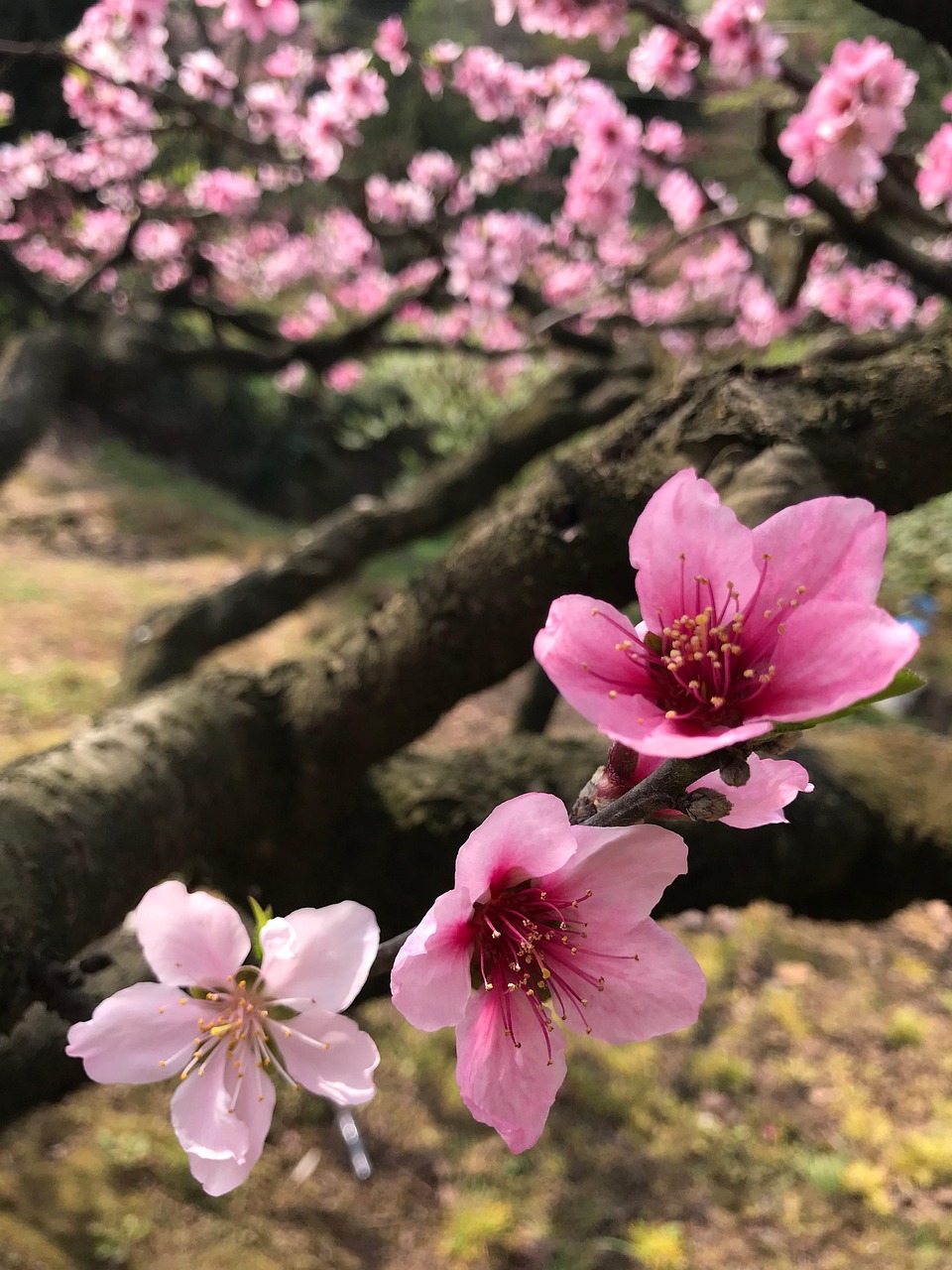 Fleur De La Pêche Printemps Fleurs - Photo gratuite sur Pixabay - Pixabay
