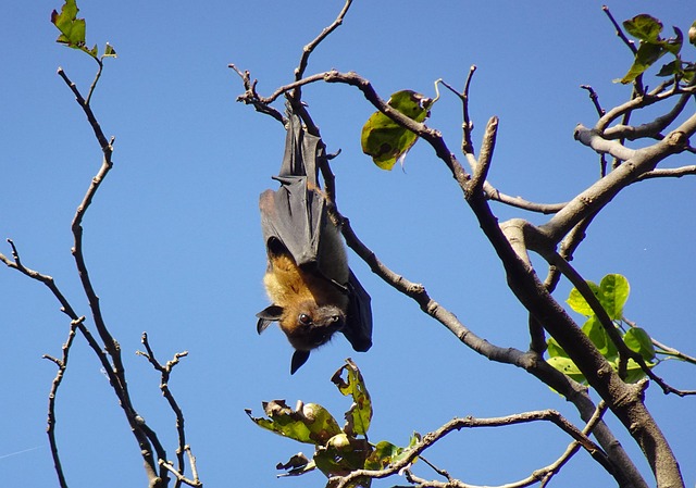 Zorro Volador Indio Murciélago - Foto gratis en Pixabay - Pixabay