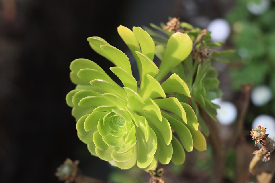 Flower Aeonium Arboreum Garden - Free photo on Pixabay