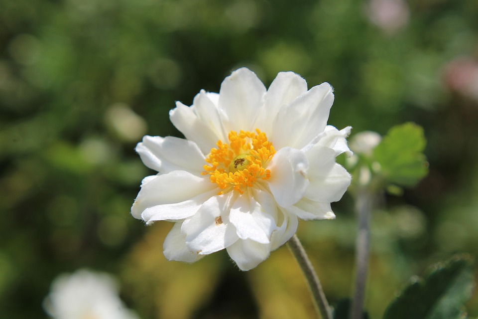 Japanese Thimbleweed Flower Plant - Free photo on Pixabay - Pixabay