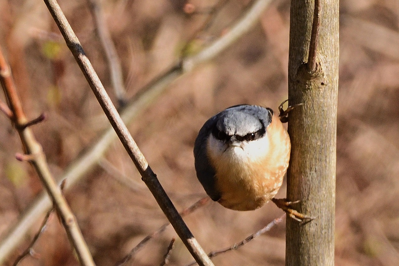 Bird Nuthatch Ornithology - Free photo on Pixabay