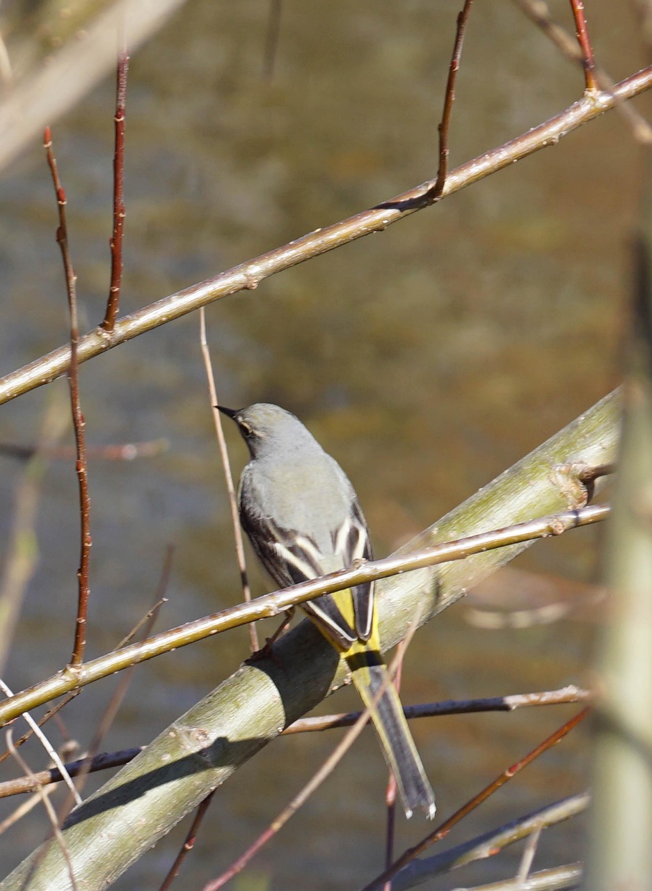 Bird Grey Wagtail Ornithology - Free photo on Pixabay - Pixabay