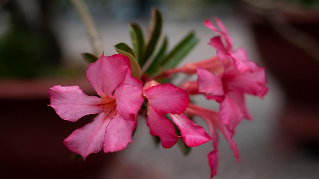 200+ Free Adenium Obesum & Adenium Images - Pixabay
