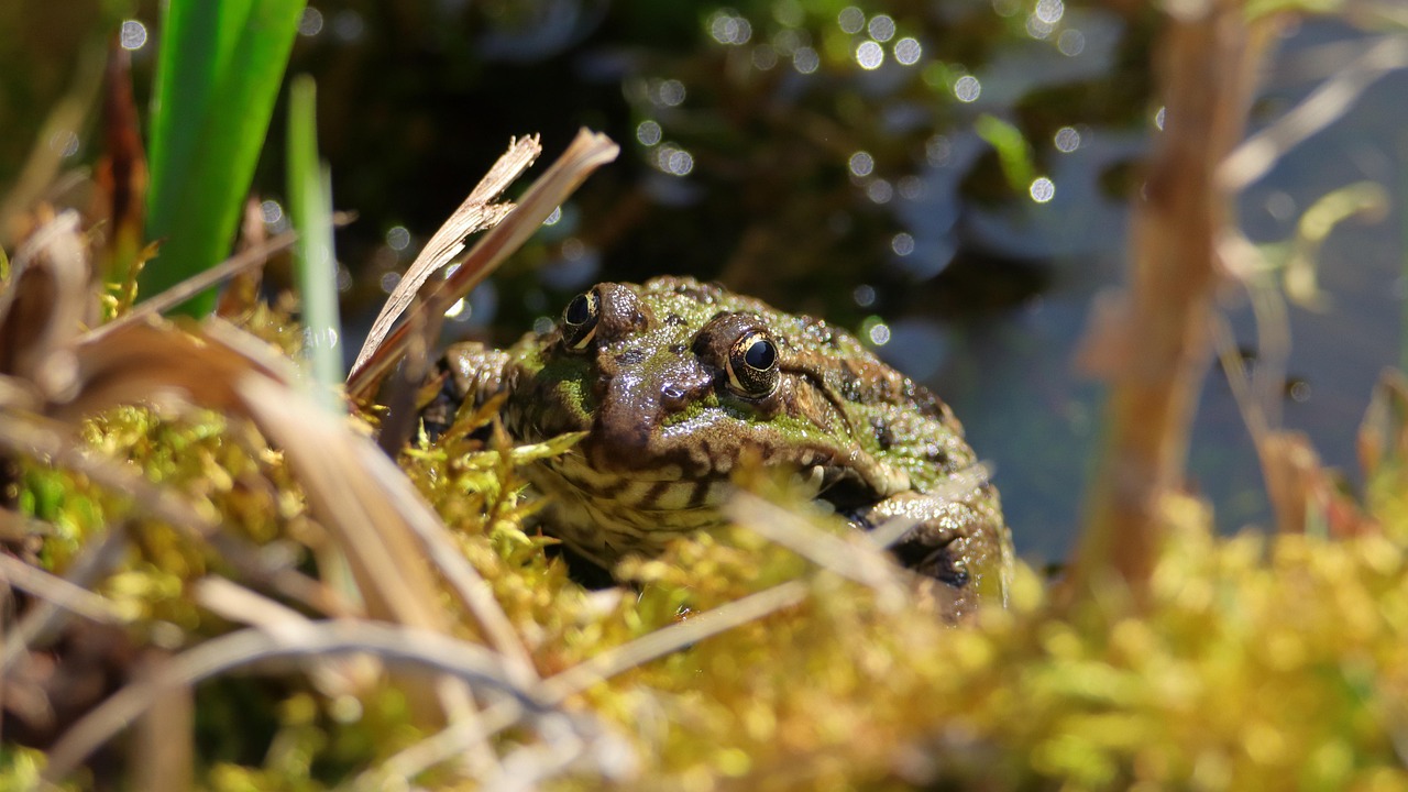 Amphibian Frog Animal - Free photo on Pixabay - Pixabay