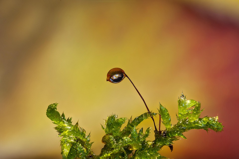 Natur Mossa Närbild - Gratis foto på Pixabay