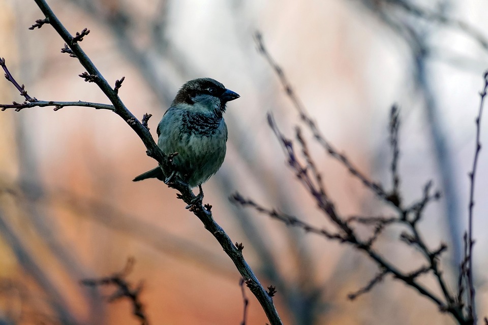 True Sparrows Bird Animal - Free photo on Pixabay