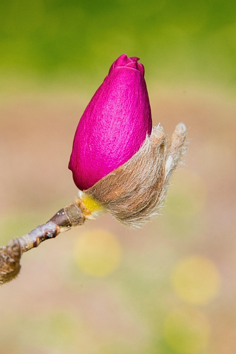 Flower Bud Botany - Free photo on Pixabay - Pixabay