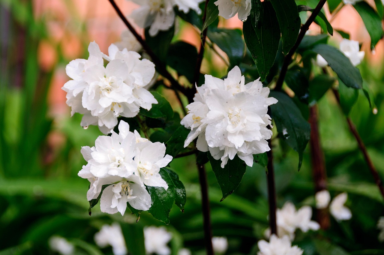 Filadelfo Virginal Flores Planta - Foto gratis en Pixabay - Pixabay