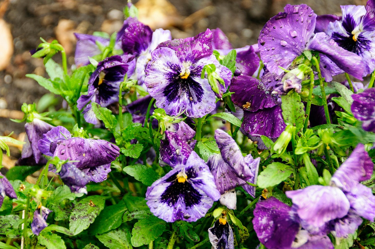 Stedmoderblomst Blomster Planter - Gratis foto på Pixabay - Pixabay