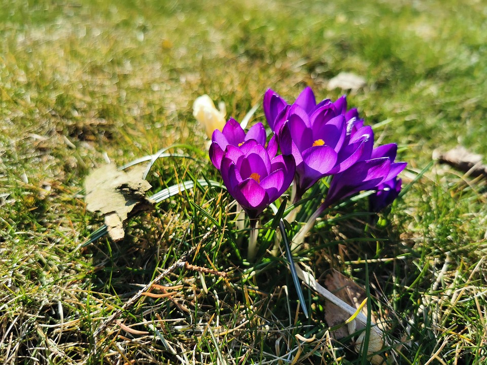 Crocus Fleurs Pourpres - Photo gratuite sur Pixabay - Pixabay
