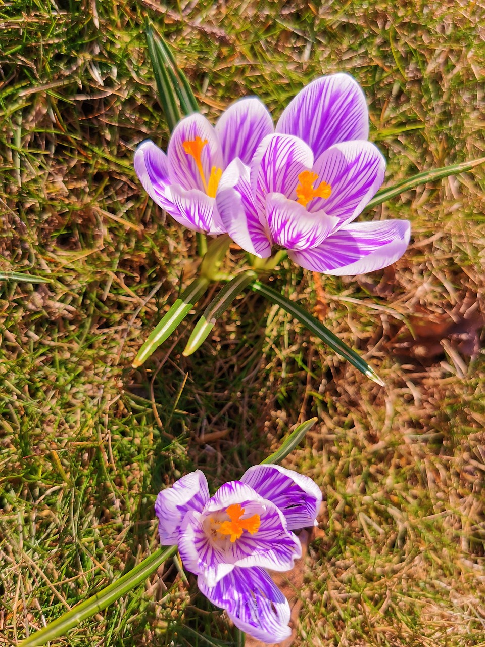 Crocus Bloom Le Printemps - Photo gratuite sur Pixabay - Pixabay