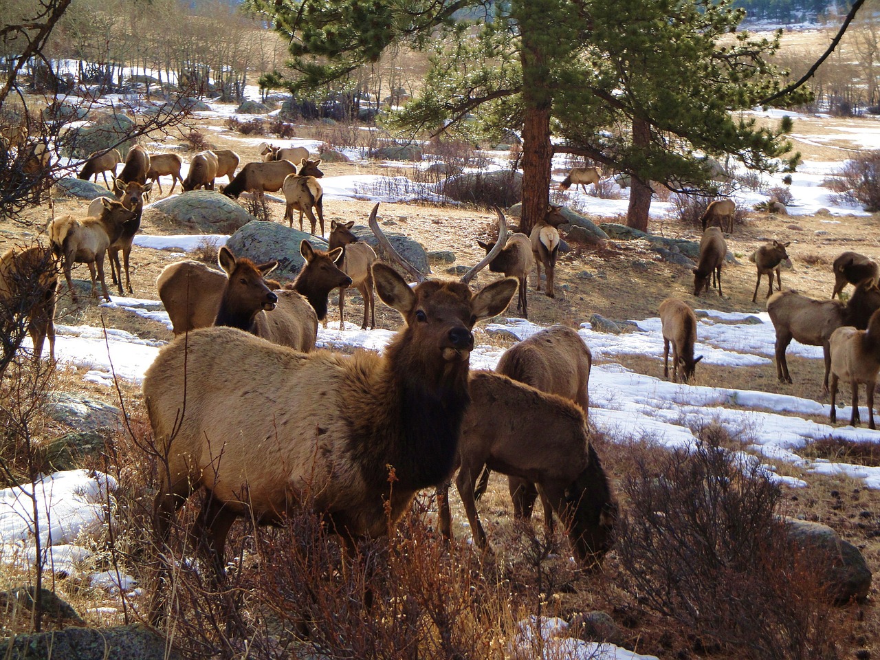 Elk Animals Winter - Free photo on Pixabay
