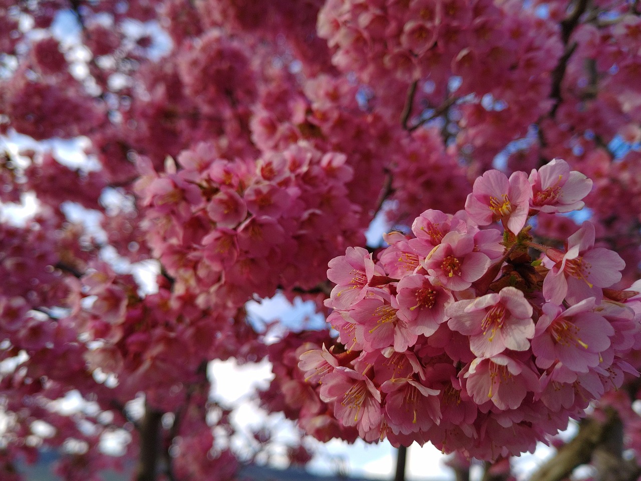 Cherry Blossoms Pink Flowers - Free photo on Pixabay - Pixabay