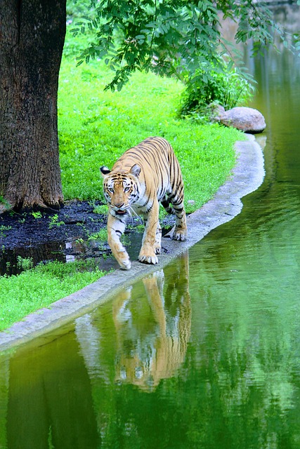 Tiger Feline Stripes - Free photo on Pixabay