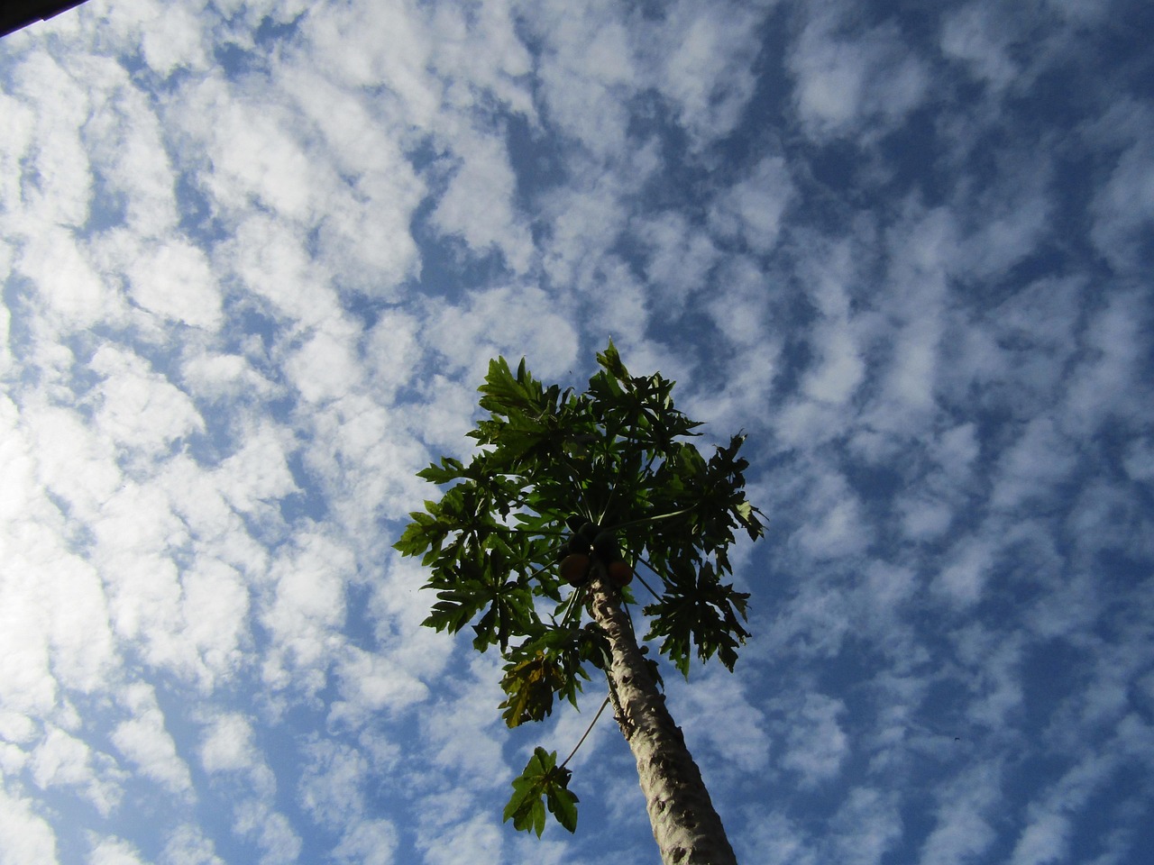 Papaya Clouds Sky - Free photo on Pixabay - Pixabay