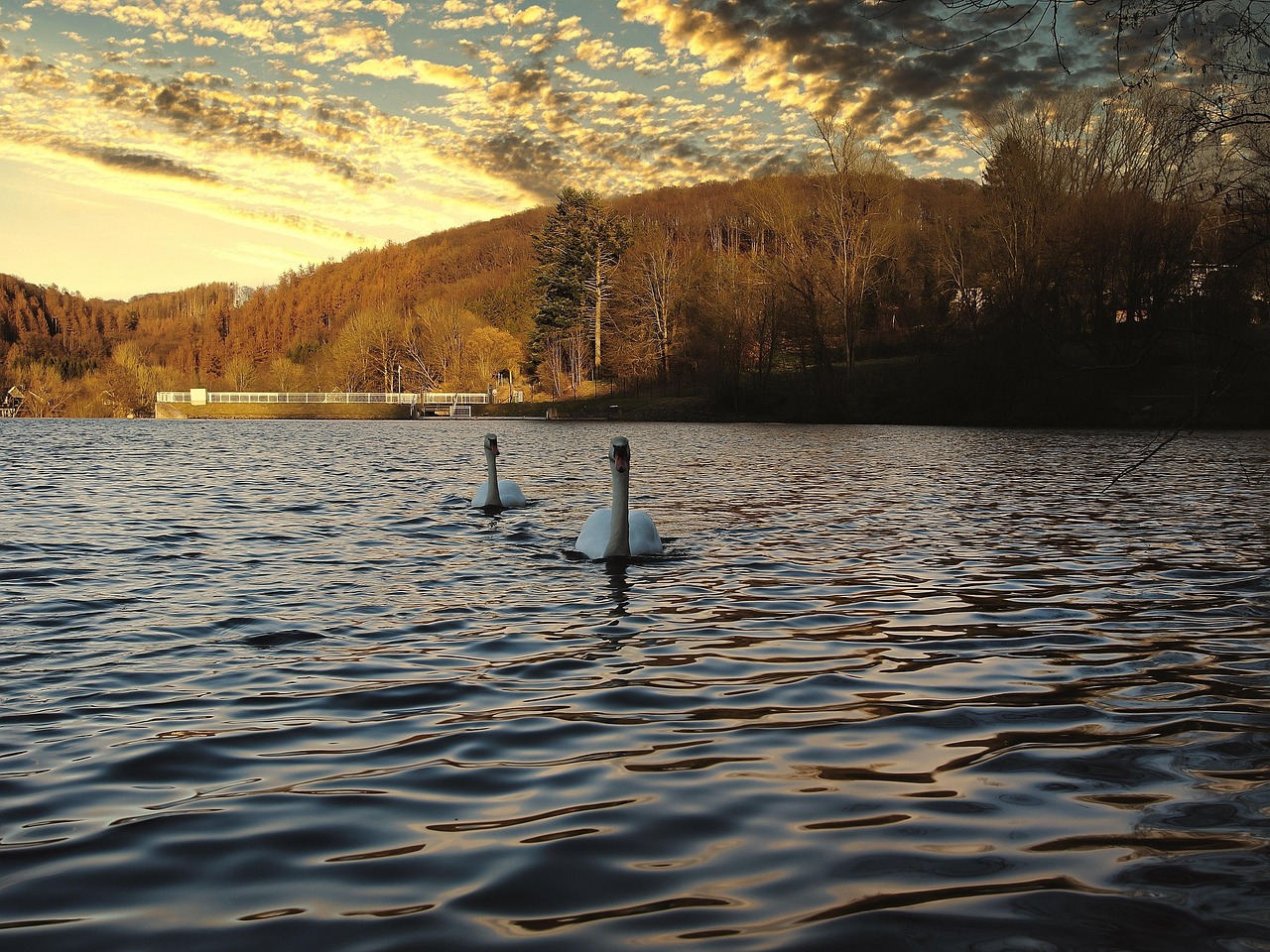 Swans Birds Animals White - Free photo on Pixabay