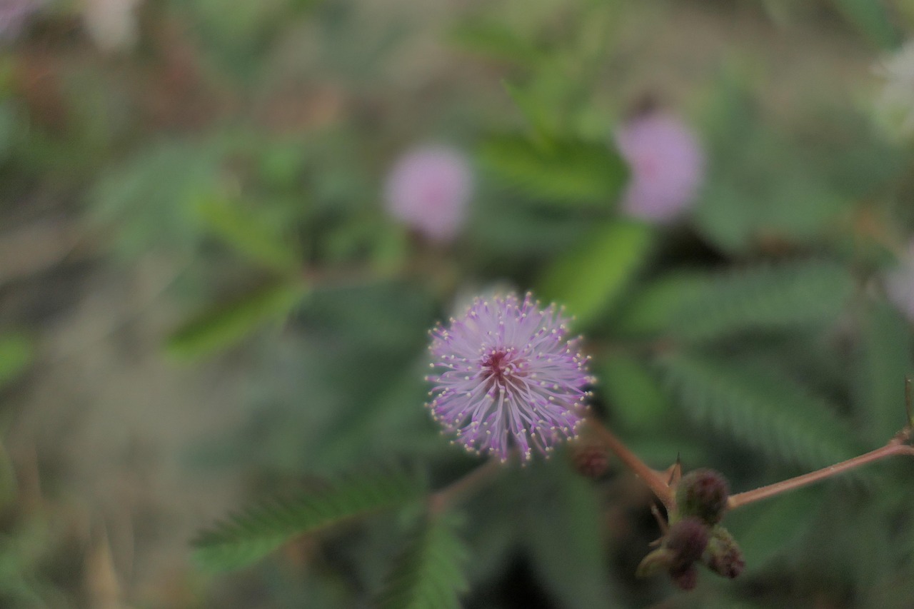 Mimosa Pudica Verde Natureza - Foto gratuita no Pixabay - Pixabay