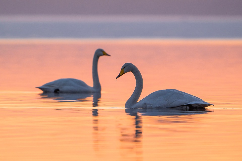 Whooper Swan Bird - Free photo on Pixabay