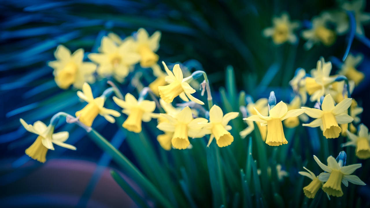 Fleurs Jonquilles Le Printemps - Photo gratuite sur Pixabay - Pixabay