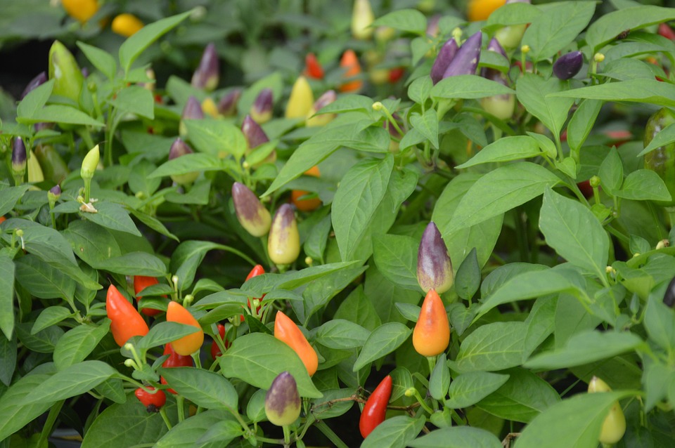 Aji Planter Ornemental - Photo gratuite sur Pixabay - Pixabay