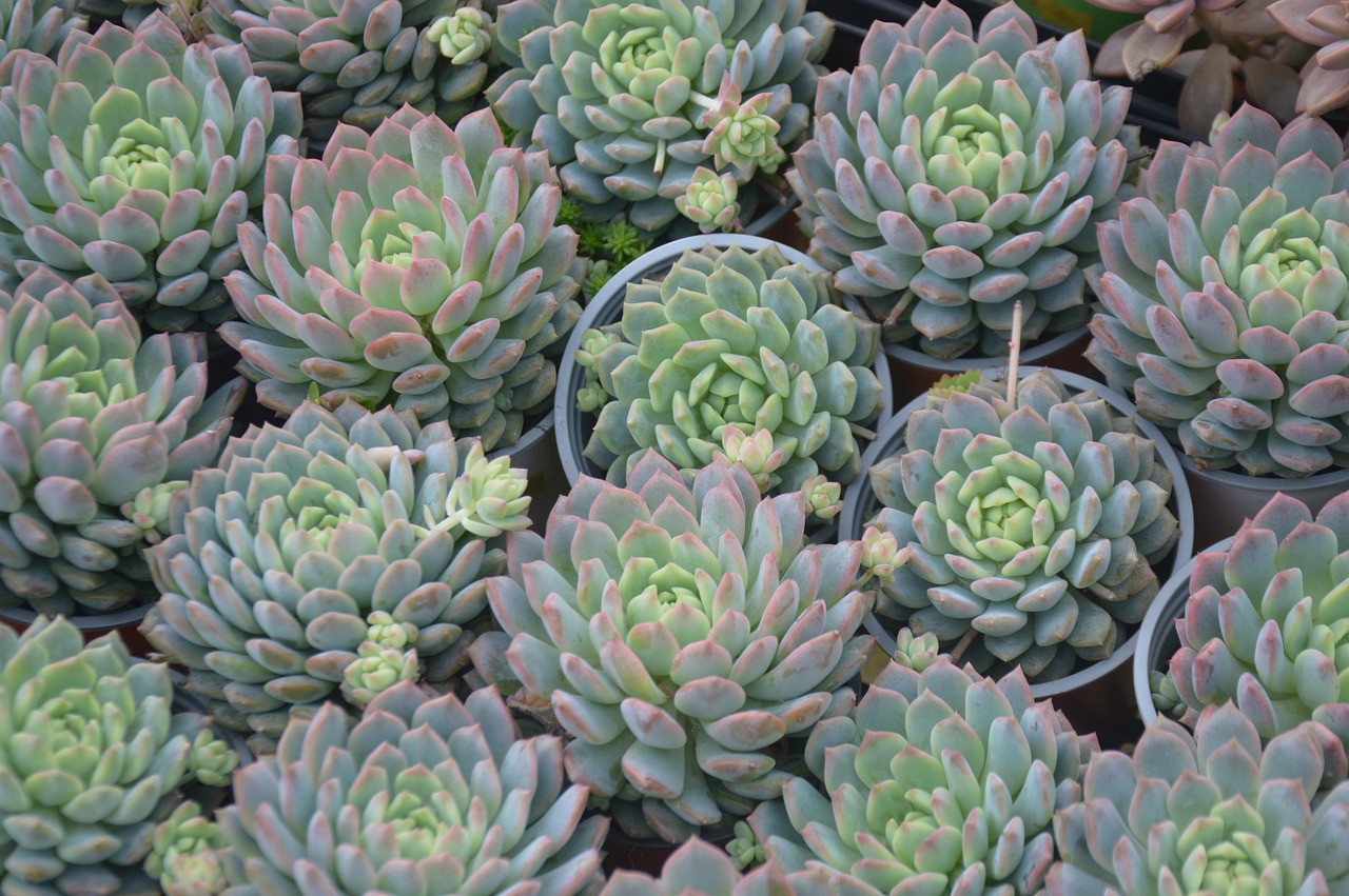 Plantes Succulent Botanique - Photo gratuite sur Pixabay - Pixabay
