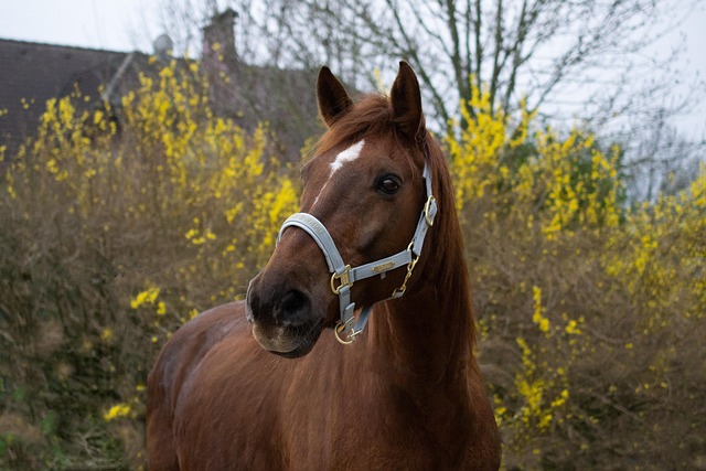 Animal Cavalo Mamífero - Foto gratuita no Pixabay - Pixabay