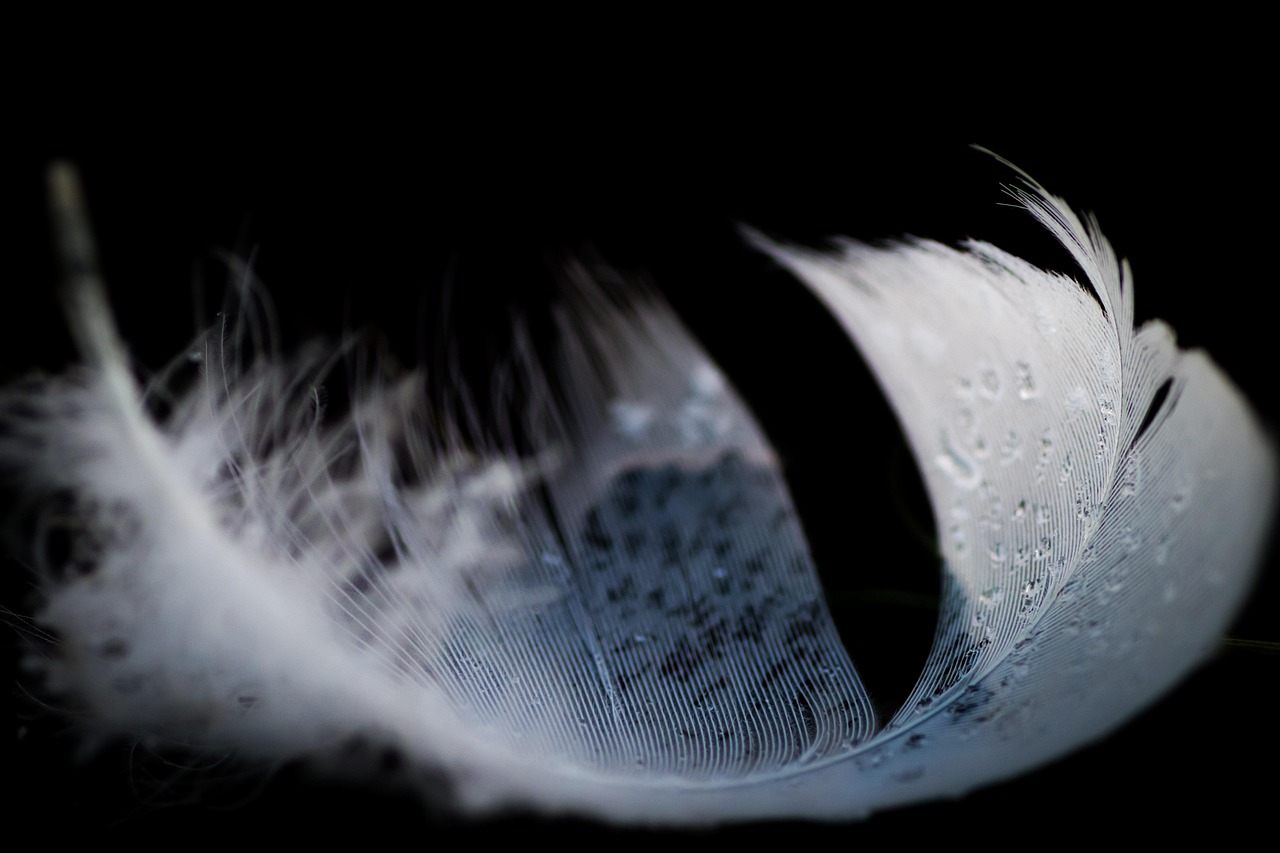Feather Fluff Frost - Free photo on Pixabay - Pixabay