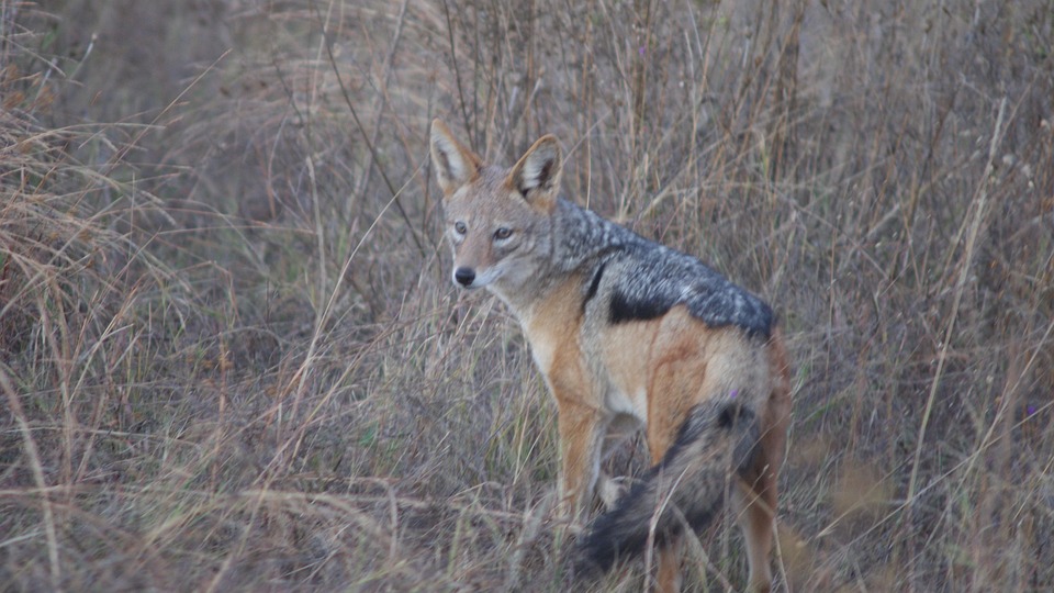 Chacal Nature Afrique - Photo gratuite sur Pixabay - Pixabay