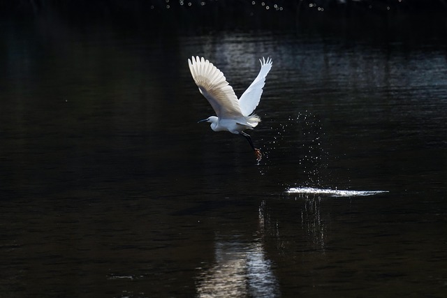 Kuntul Besar Burung Penerbangan - Foto gratis di Pixabay - Pixabay