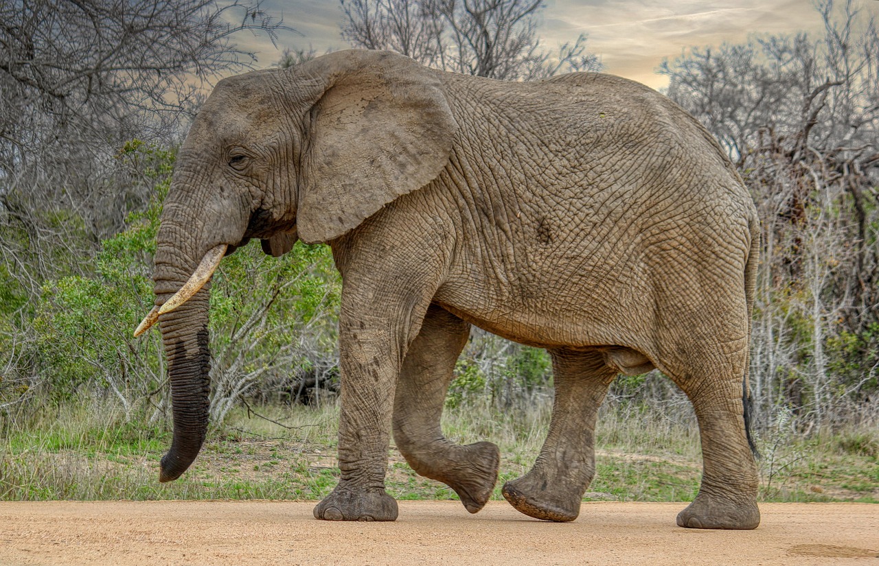 Animal Mammal Elephant - Free photo on Pixabay - Pixabay