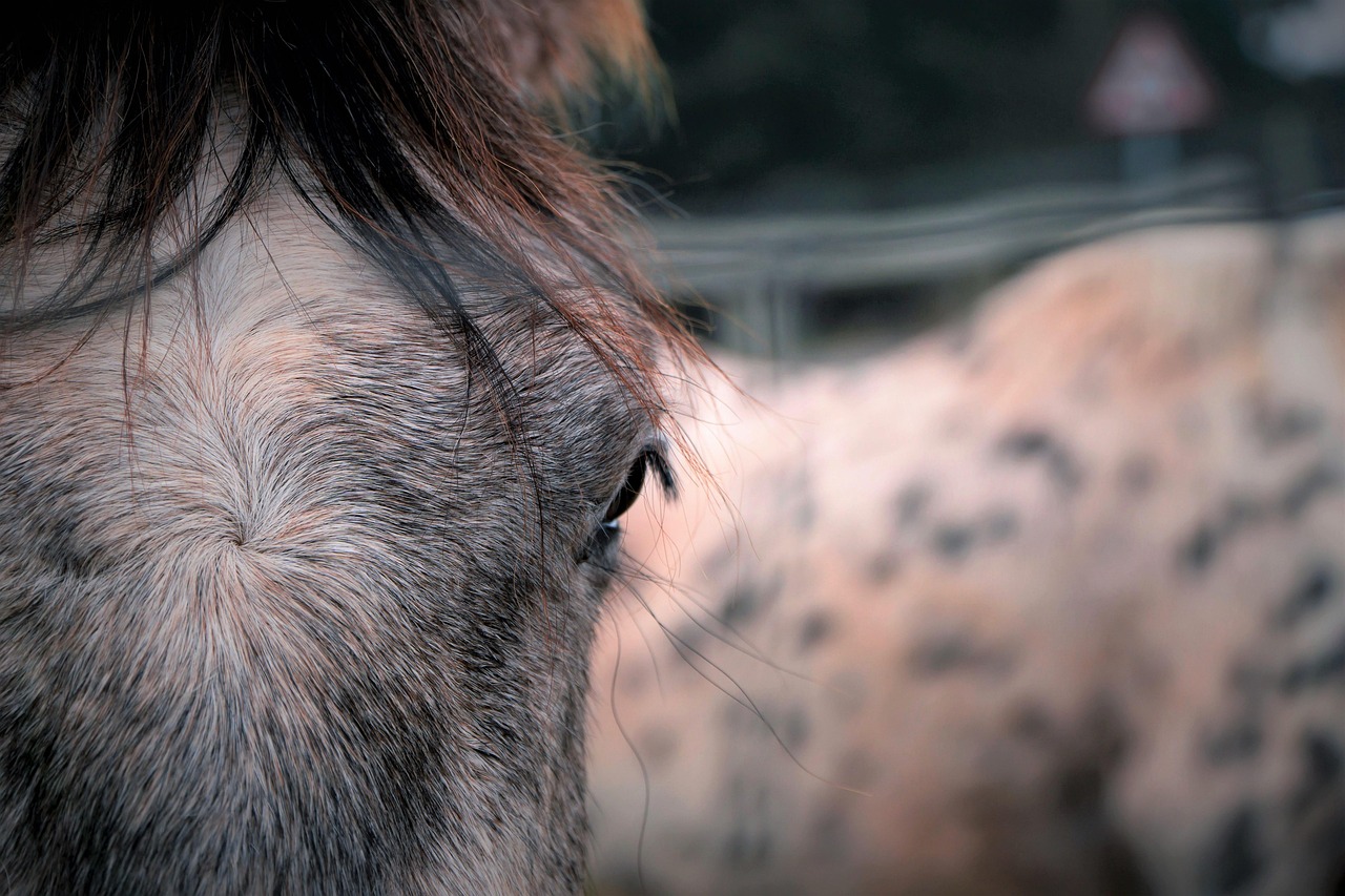 Animal Horse Mammal - Free photo on Pixabay