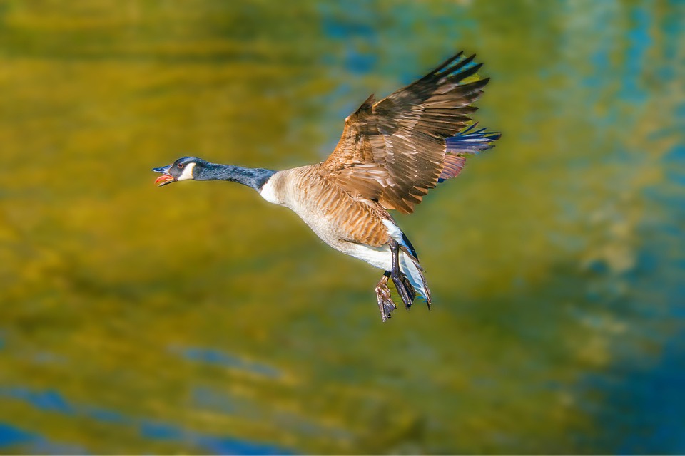 Bird Canada Goose Ornithology - Free photo on Pixabay