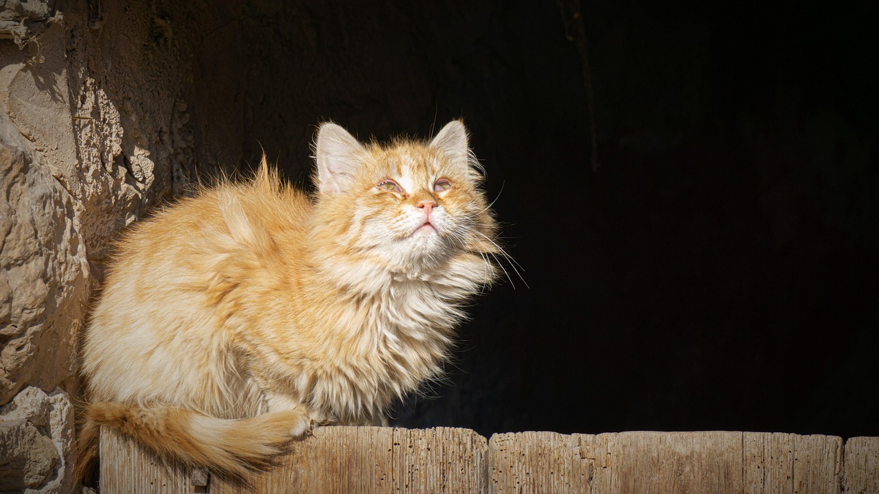 Animal Cat Feline - Free photo on Pixabay