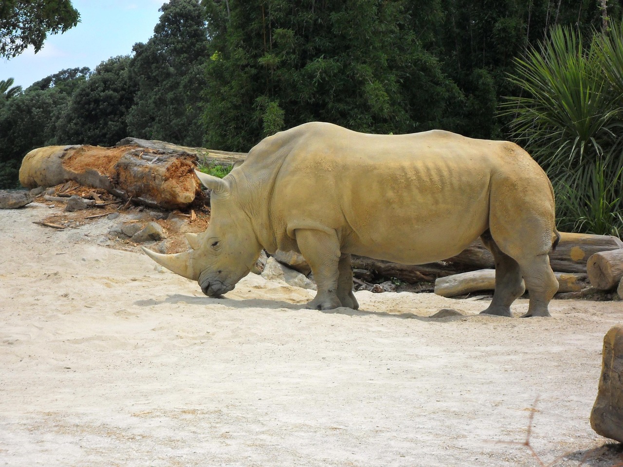 Rinoceronte Jardim Zoológico - Foto gratuita no Pixabay - Pixabay