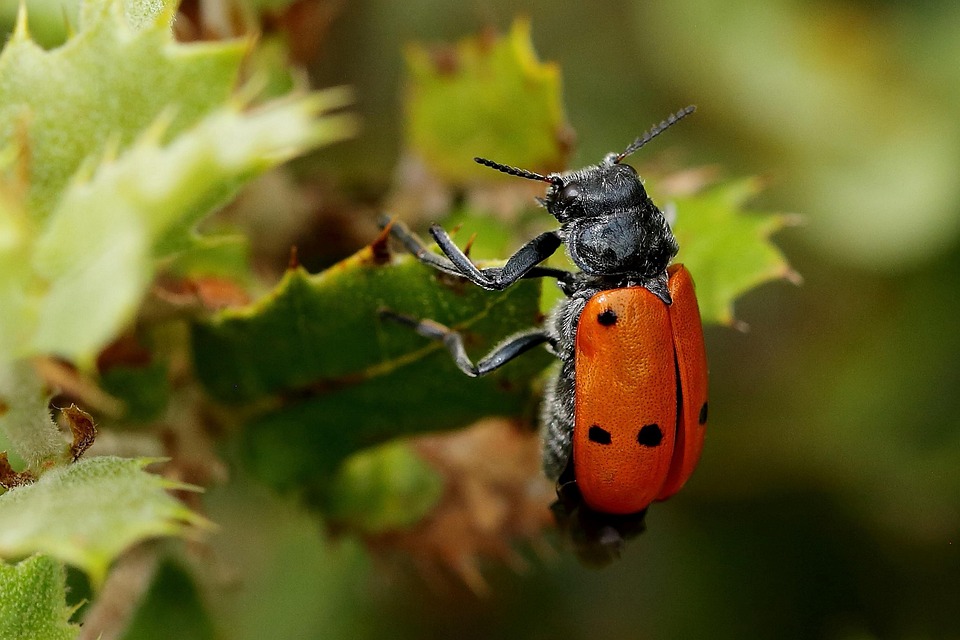 Insect Beetle Entomology - Free photo on Pixabay