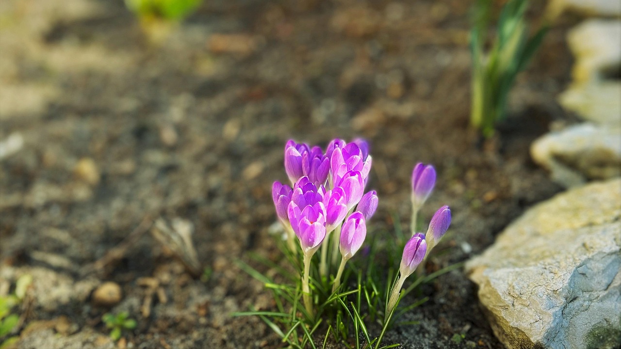 Jardin Crocus Fleurs De Printemps - Photo gratuite sur Pixabay - Pixabay
