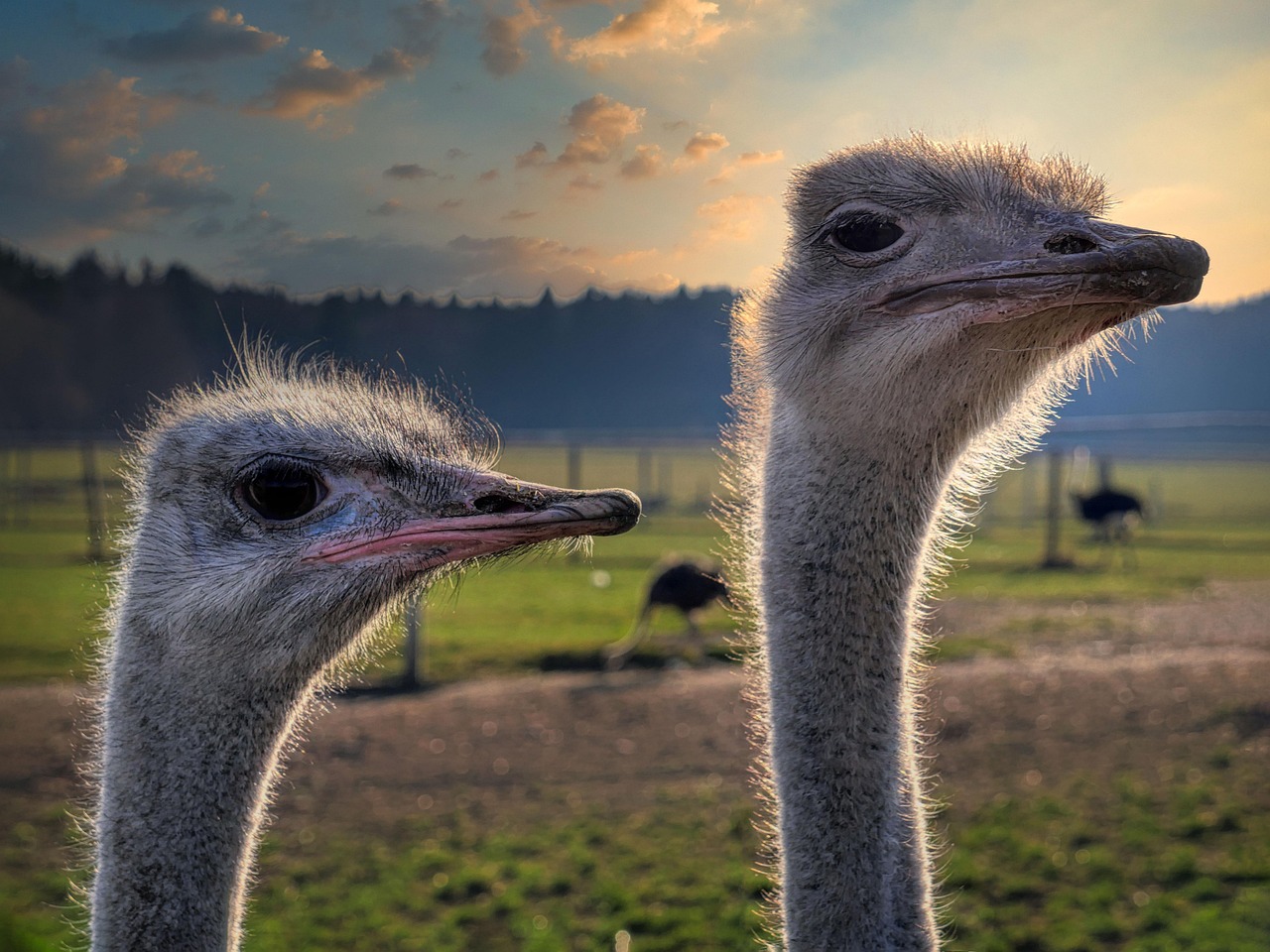 Birds Ostrich Ornithology - Free photo on Pixabay