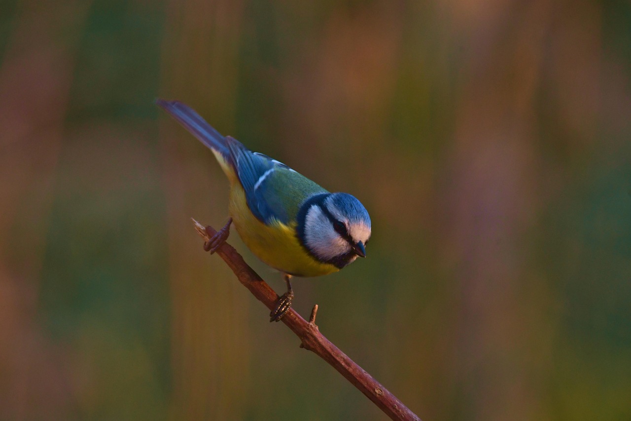 Burung Blue Tit Ornitologi - Foto gratis di Pixabay