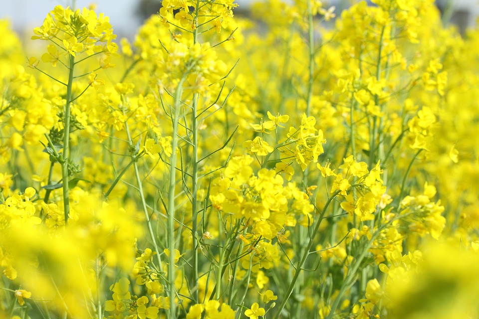 Flowers Field Rapeseed - Free photo on Pixabay