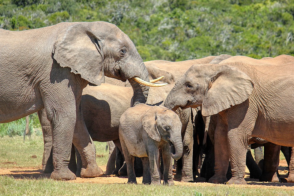 Éléphants Troupeau Famille - Photo gratuite sur Pixabay