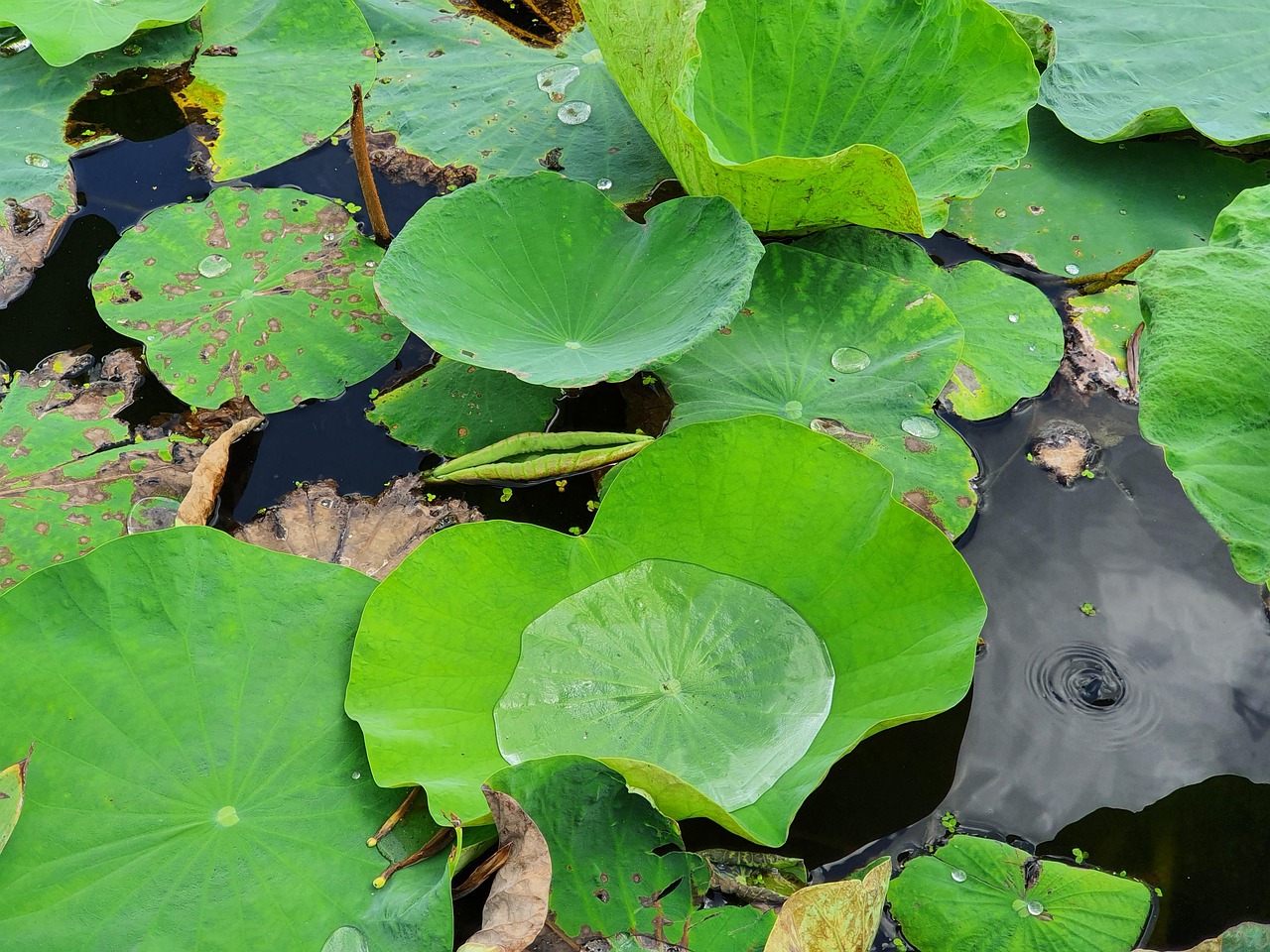 Feuille De Lotus Feuilles Étang - Photo gratuite sur Pixabay - Pixabay