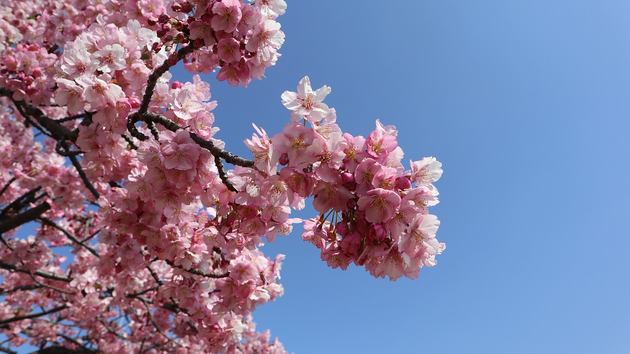 Sakura Flores De Cerejeira - Foto gratuita no Pixabay - Pixabay