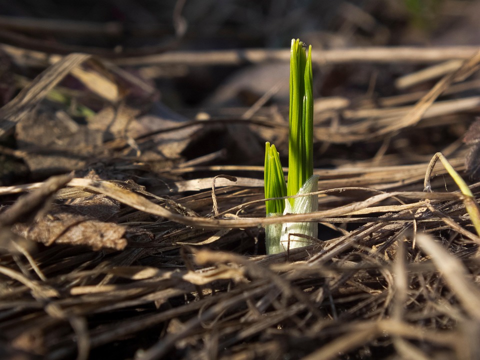 Hyacinth Plant Sprout Grape - Free photo on Pixabay - Pixabay